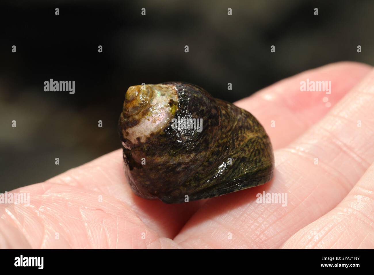 Lined Top Shell (Phorcus lineatus) Mollusca Stock Photo - Alamy