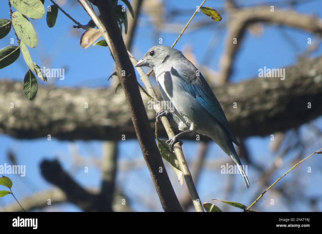Sayaca Tanager (Thraupis sayaca) Aves Stock Photo - Alamy