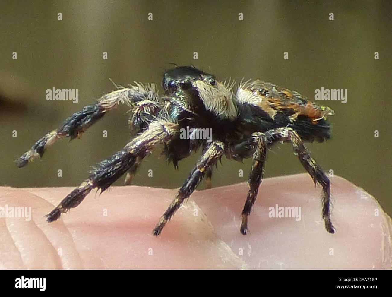 canopy jumping spider (Phidippus otiosus) Arachnida Stock Photo - Alamy