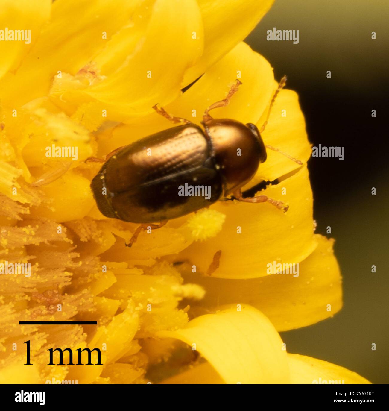 Bronze Leaf Beetle (Diachus auratus) Insecta Stock Photo - Alamy
