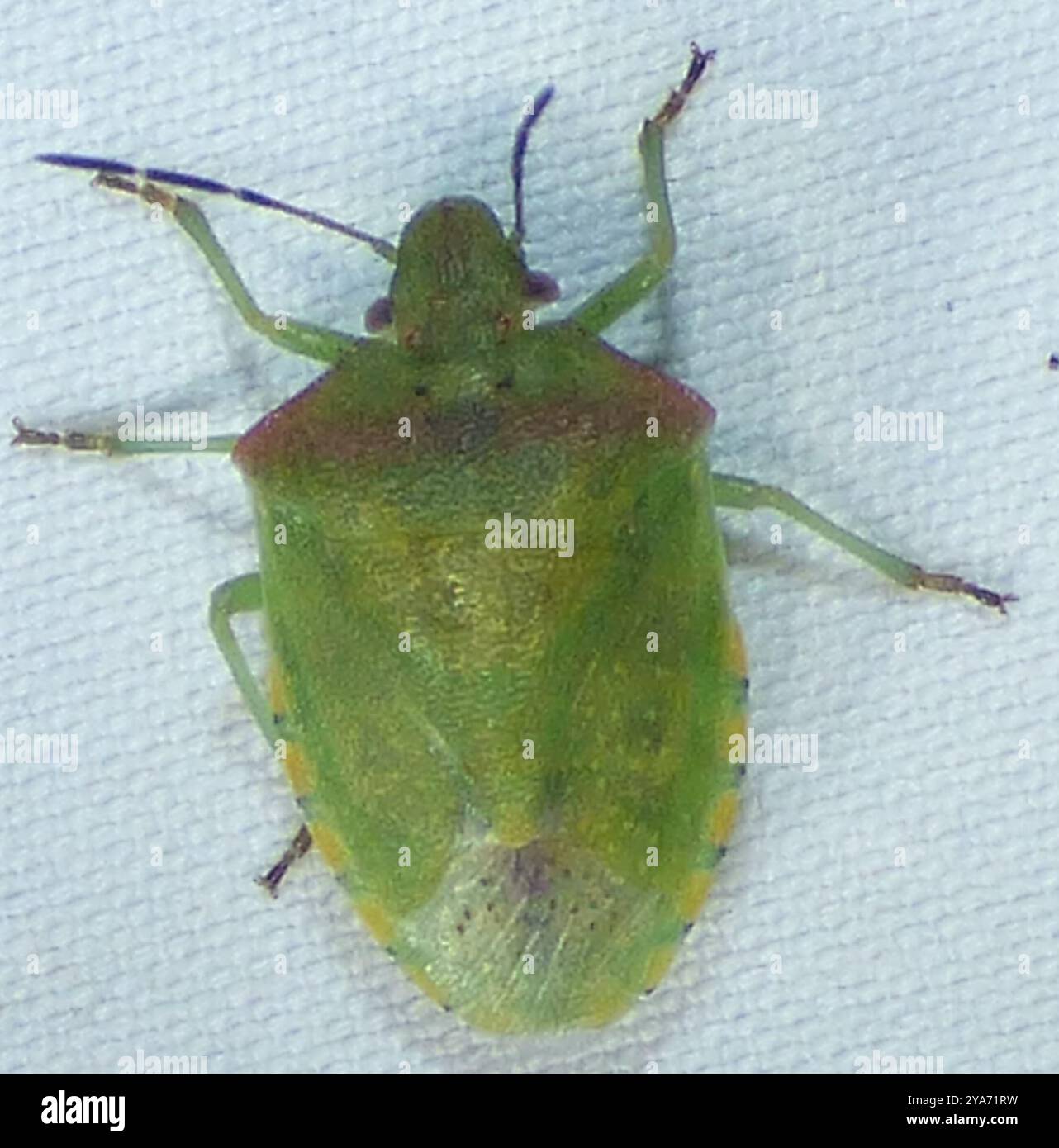 Red-shouldered Stink Bug (Thyanta custator) Insecta Stock Photo - Alamy