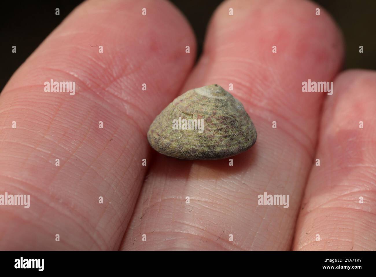 Purple Topshell (Steromphala umbilicalis) Mollusca Stock Photo - Alamy