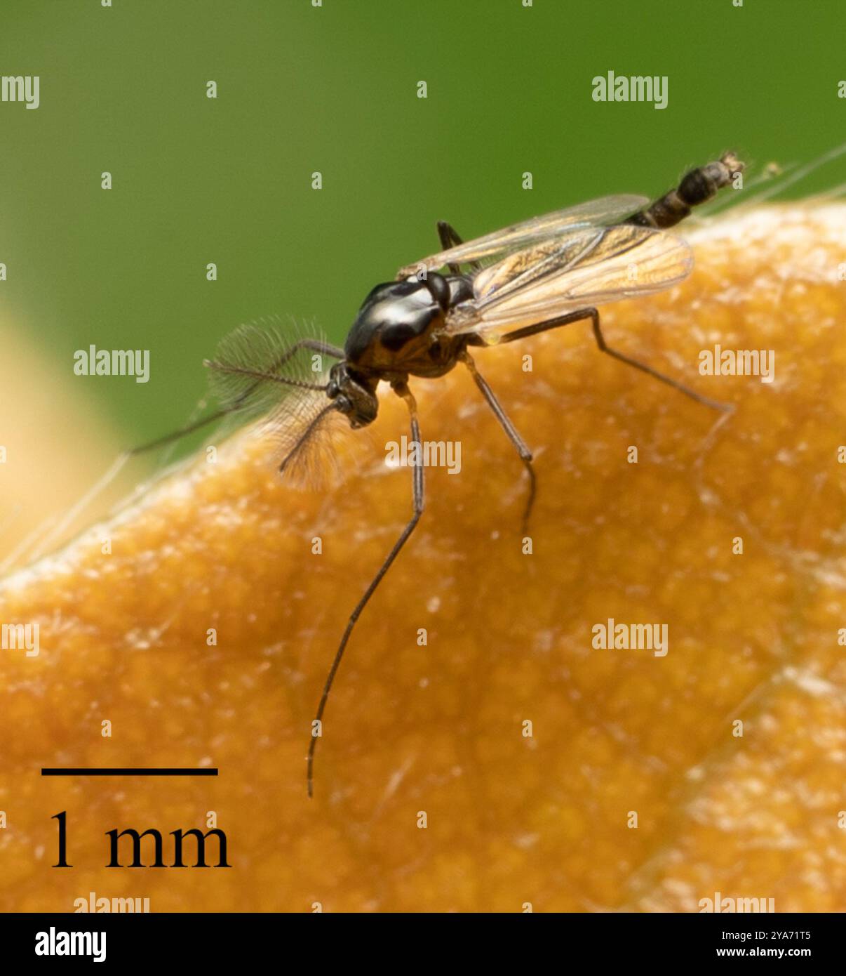 Non-biting Midges (Chironomidae) Insecta Stock Photo - Alamy