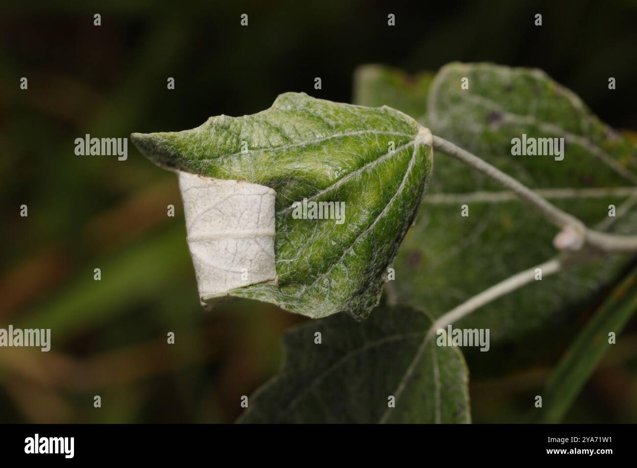 Willow Leafcone Caterpillar Moth (Caloptilia stigmatella) Insecta Stock ...