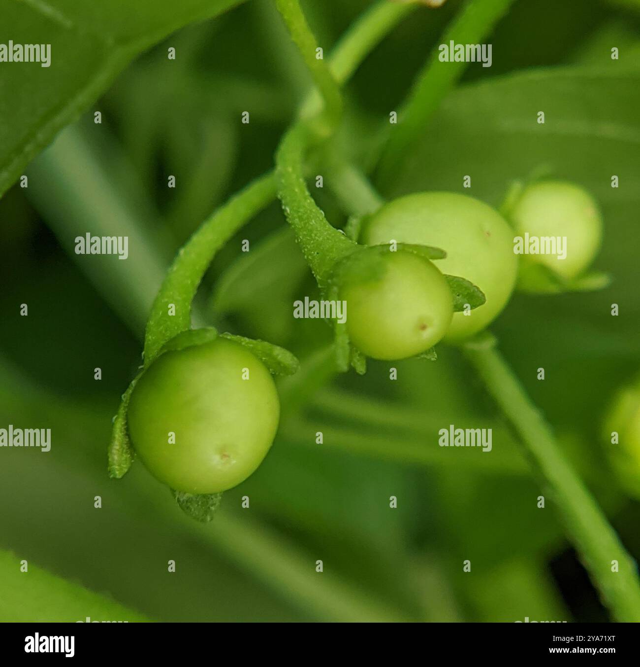 eastern black nightshade (Solanum emulans) Plantae Stock Photo - Alamy