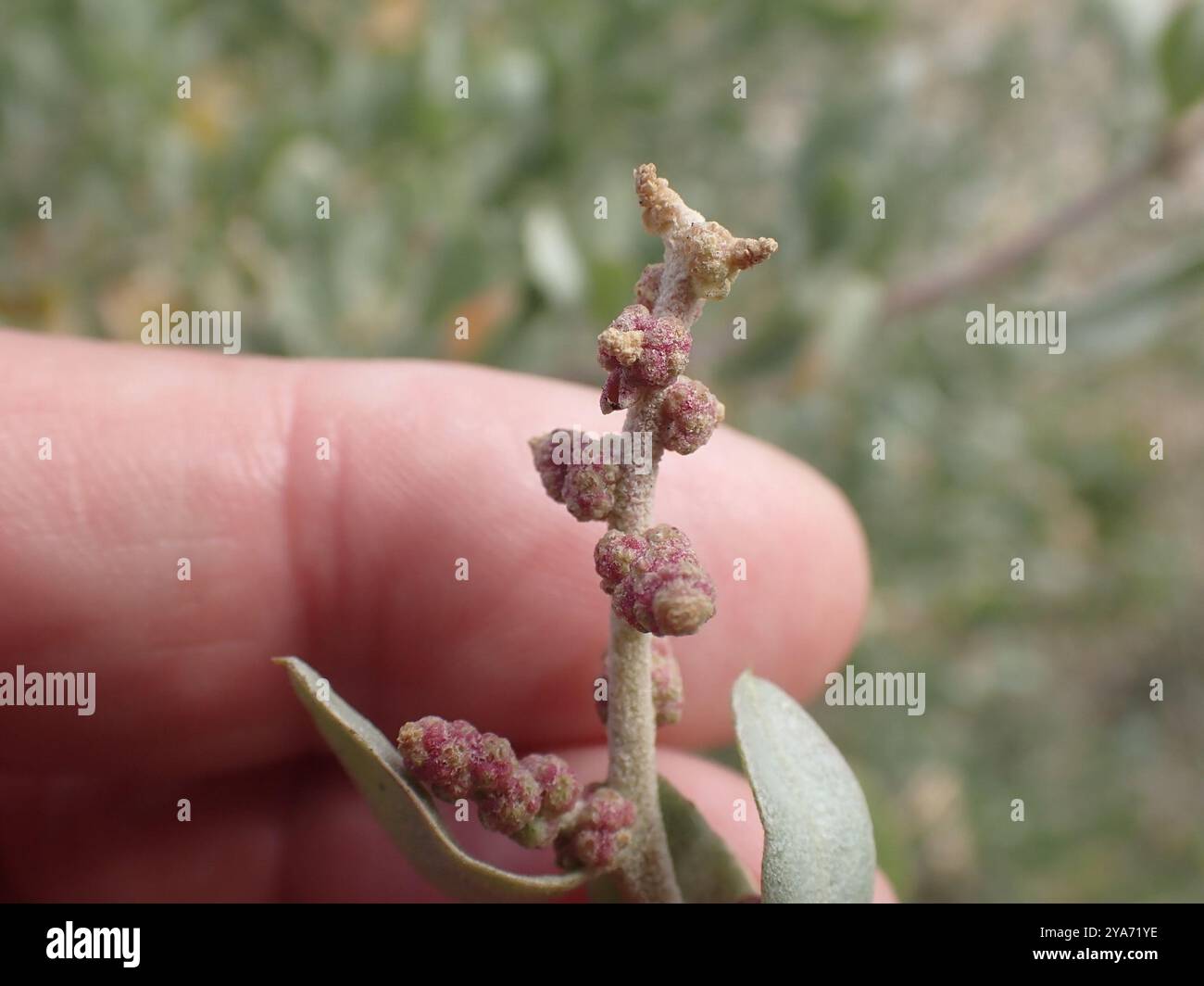 Mediterranean Saltbush (Atriplex halimus) Plantae Stock Photo - Alamy