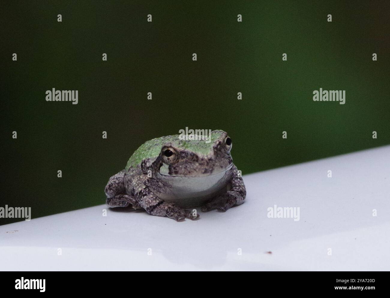 Cope's Gray Treefrog (Hyla chrysoscelis) Amphibia Stock Photo - Alamy
