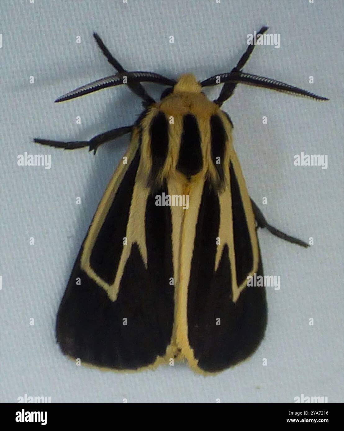 Banded Tiger Moth (Apantesis vittata) Insecta Stock Photo - Alamy