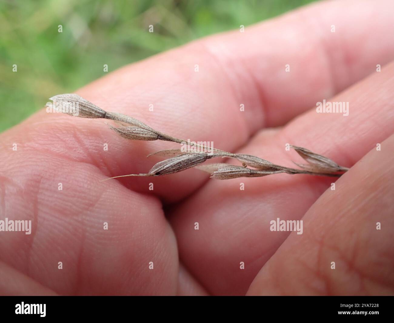 common soft brome (Bromus hordeaceus) Plantae Stock Photo - Alamy
