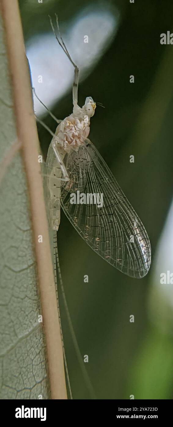 Modest Flat-headed Mayfly (Maccaffertium modestum) Insecta Stock Photo ...