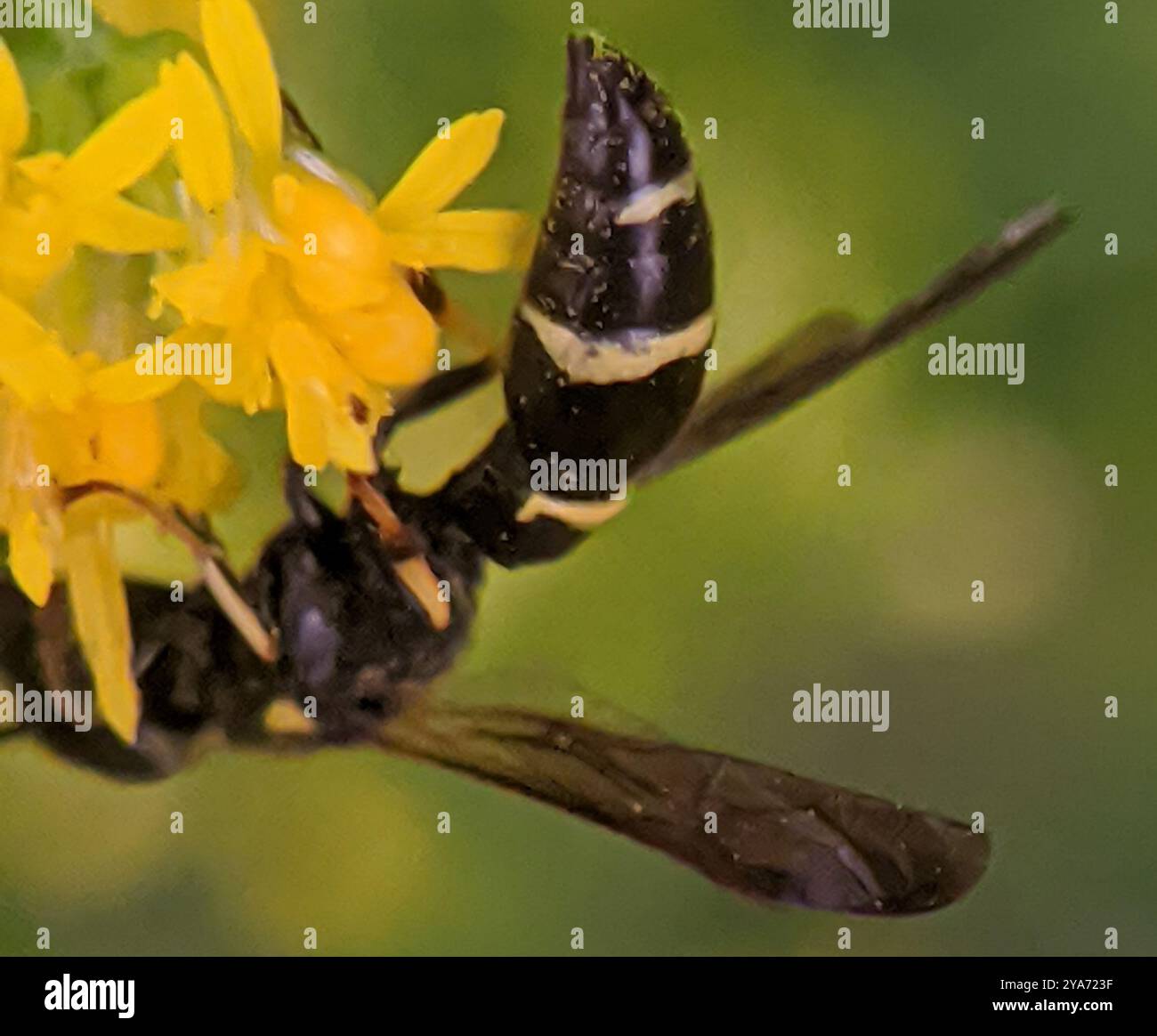 Canadian Potter Wasp (Symmorphus canadensis) Insecta Stock Photo - Alamy