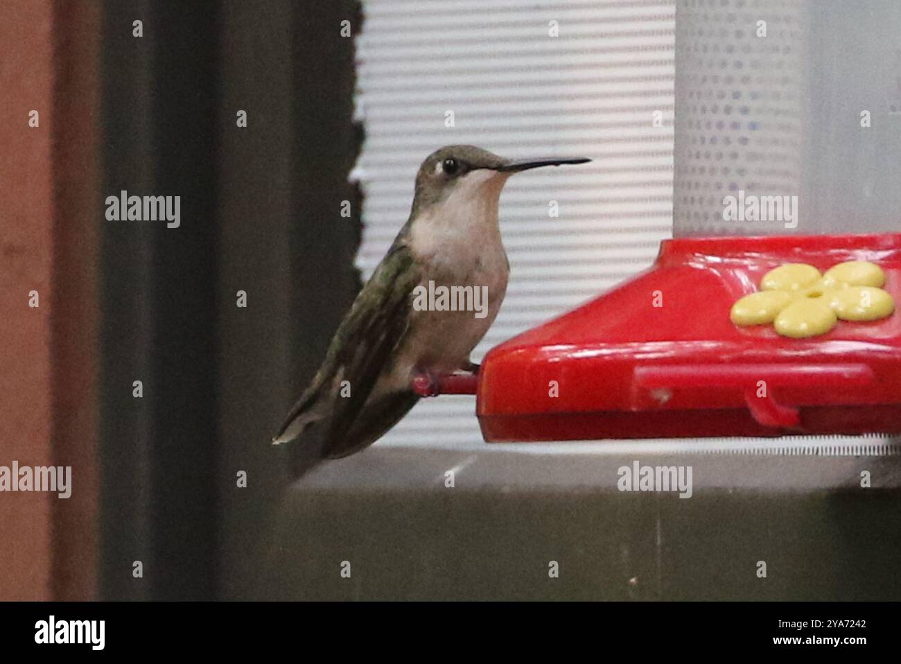 Ruby-throated Hummingbird (Archilochus colubris) Aves Stock Photo - Alamy