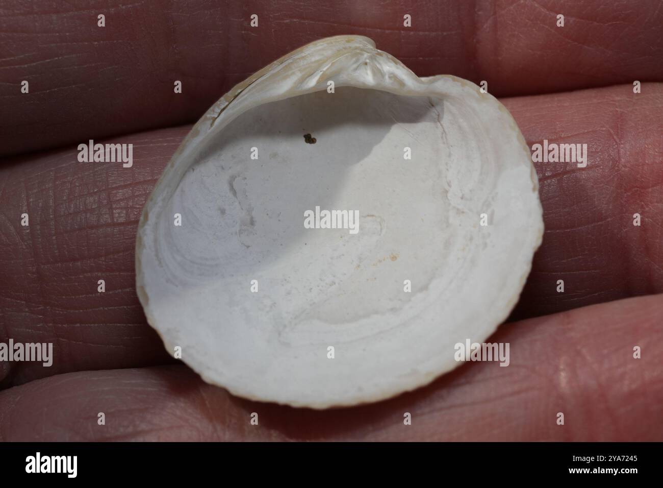Rayed Artemis (Dosinia exoleta) Mollusca Stock Photo - Alamy