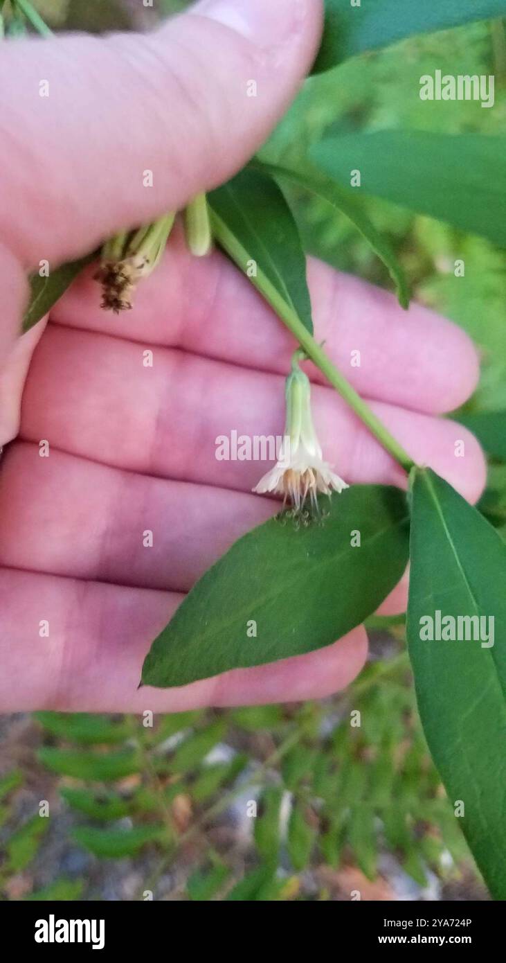 three-leaved rattlesnake root (Nabalus trifoliolatus) Plantae Stock ...