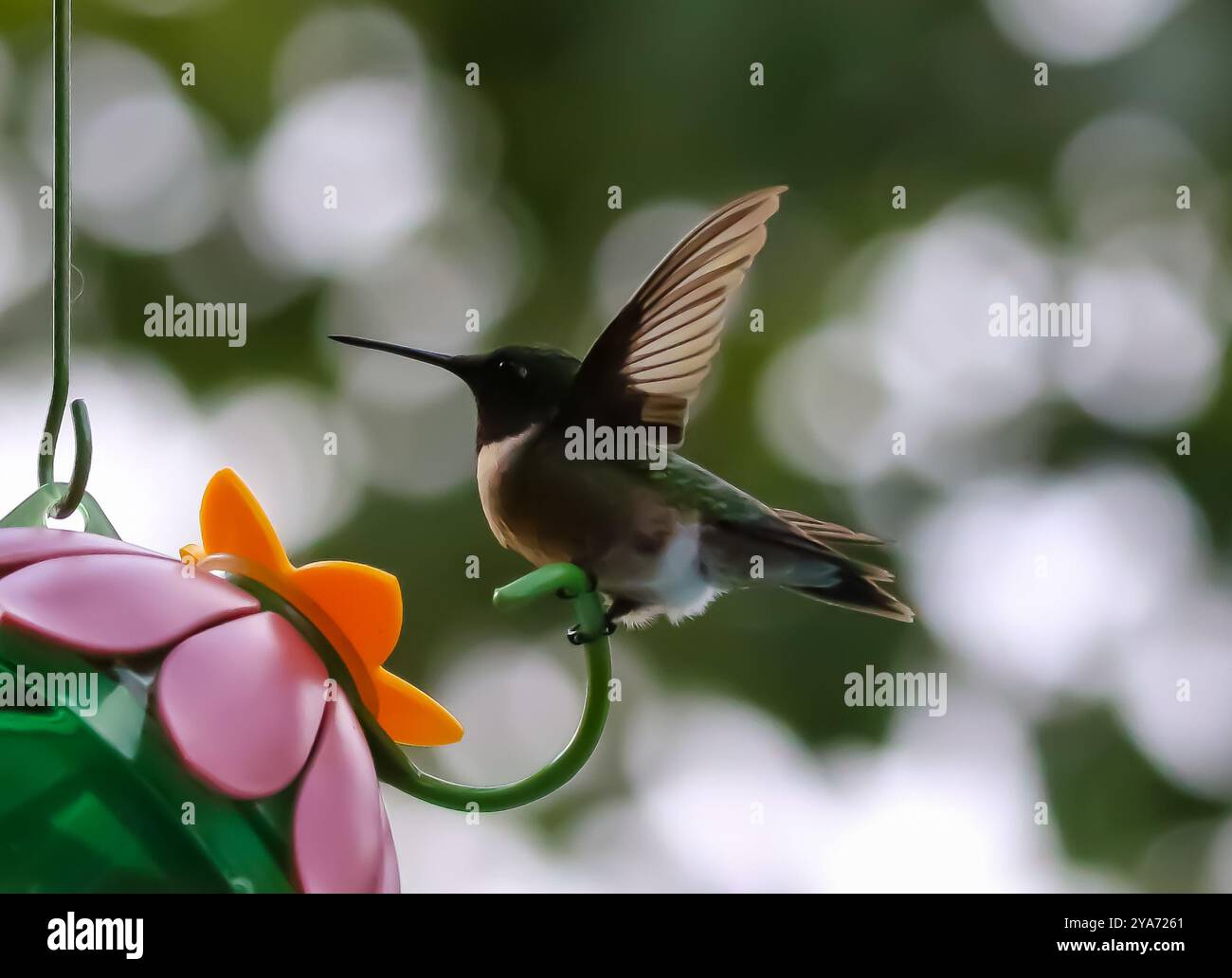 Ruby-throated Hummingbird (Archilochus colubris) Aves Stock Photo - Alamy