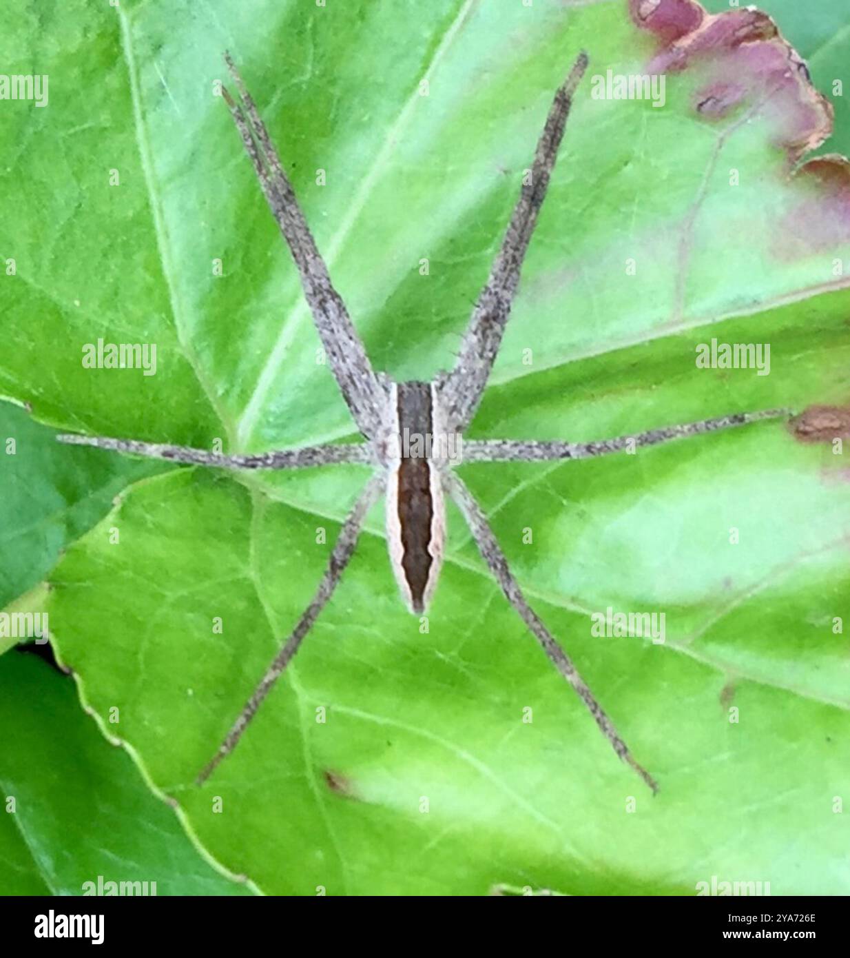 American Nursery Web Spider (Pisaurina mira) Arachnida Stock Photo - Alamy