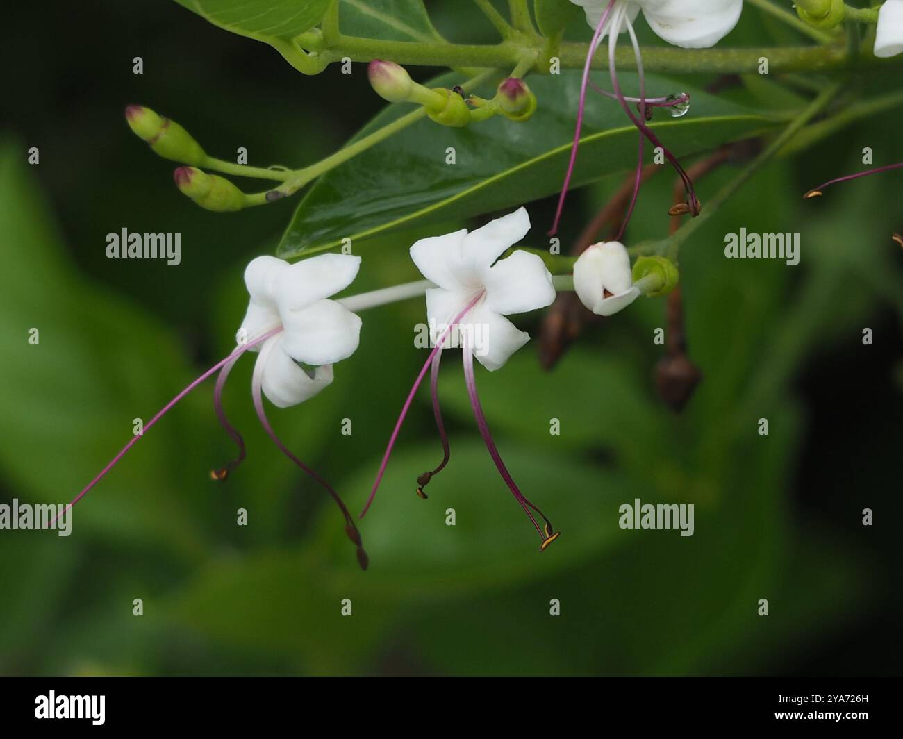 scrambling clerodendrum (Volkameria inermis) Plantae Stock Photo - Alamy