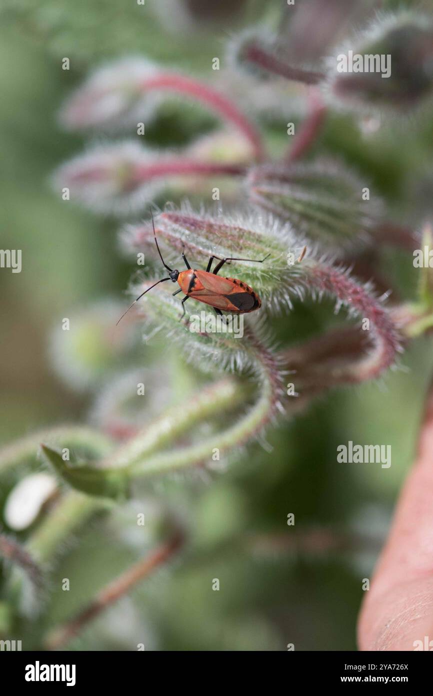 Calocoris nemoralis hi-res stock photography and images - Alamy