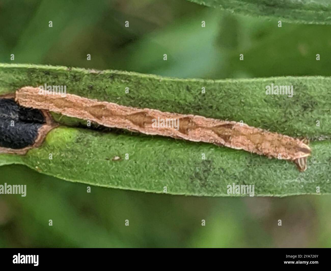 Geometer Moths (Geometridae) Insecta Stock Photo - Alamy