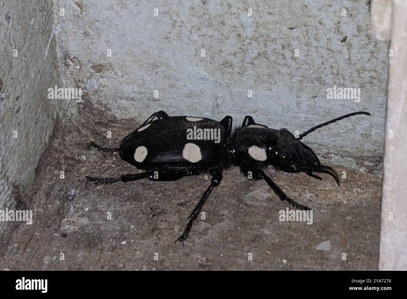 Anthia sexguttata hi-res stock photography and images - Alamy