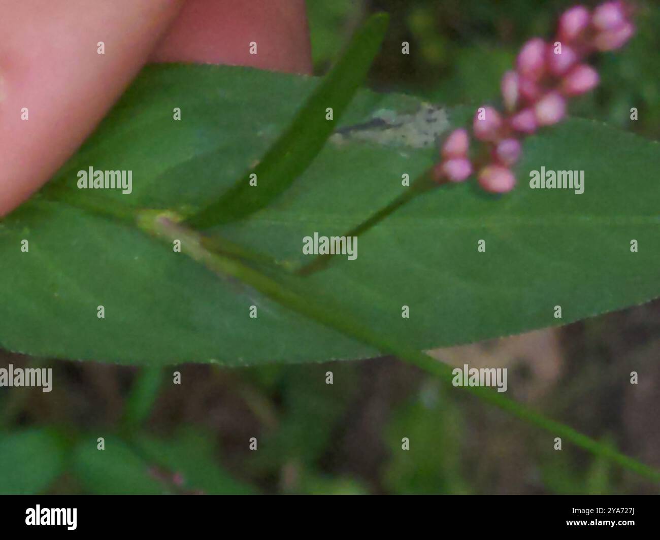 low smartweed (Persicaria longiseta) Plantae Stock Photo - Alamy