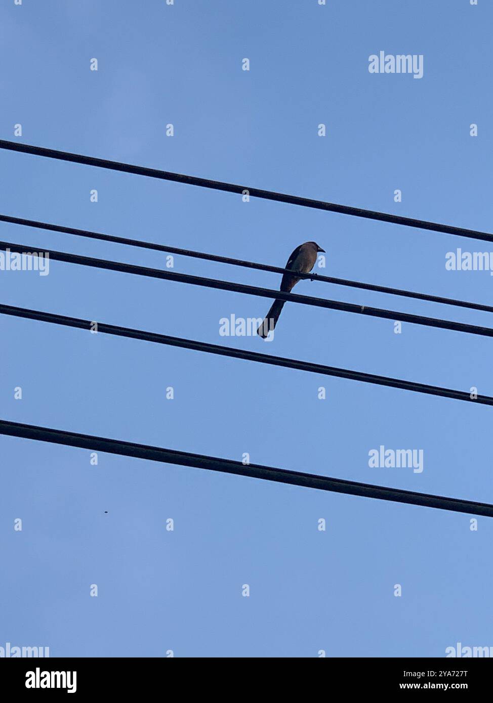 Gray treepie hi-res stock photography and images - Alamy