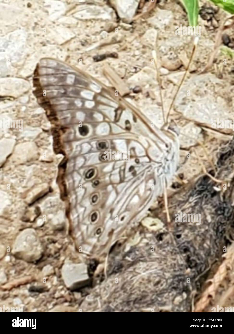 Hackberry Emperor (Asterocampa celtis) Insecta Stock Photo - Alamy