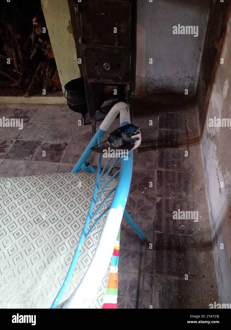 White-rumped Swallow (Tachycineta leucorrhoa) Aves Stock Photo - Alamy