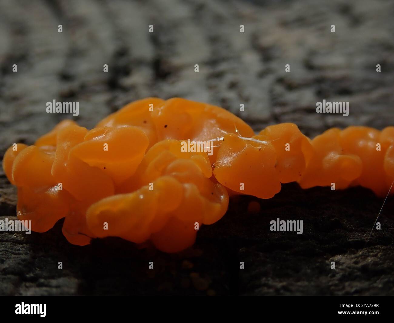 Orange Jelly Spot (Dacrymyces chrysospermus) Fungi Stock Photo - Alamy