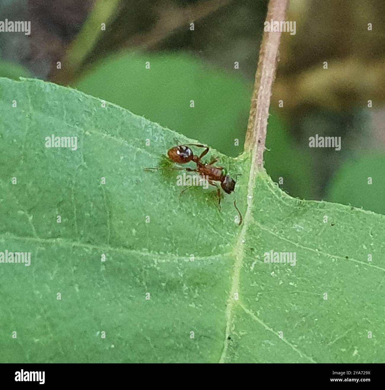 European fire ant (Myrmica rubra) Insecta Stock Photo - Alamy