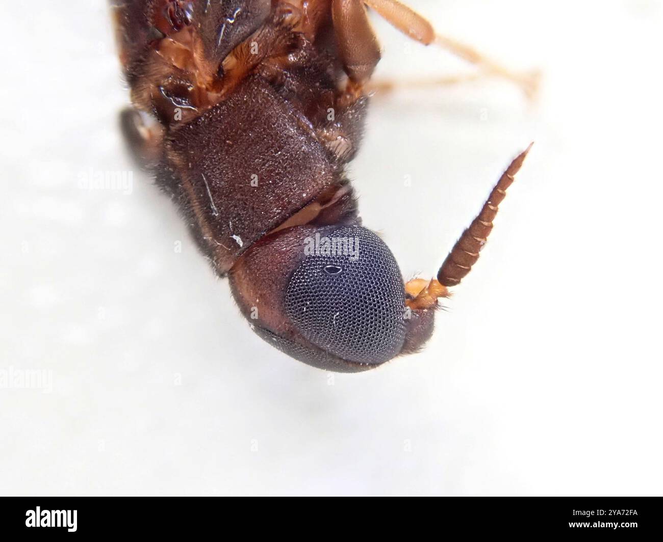 Ship-timber Beetles (Atractocerus) Insecta Stock Photo - Alamy