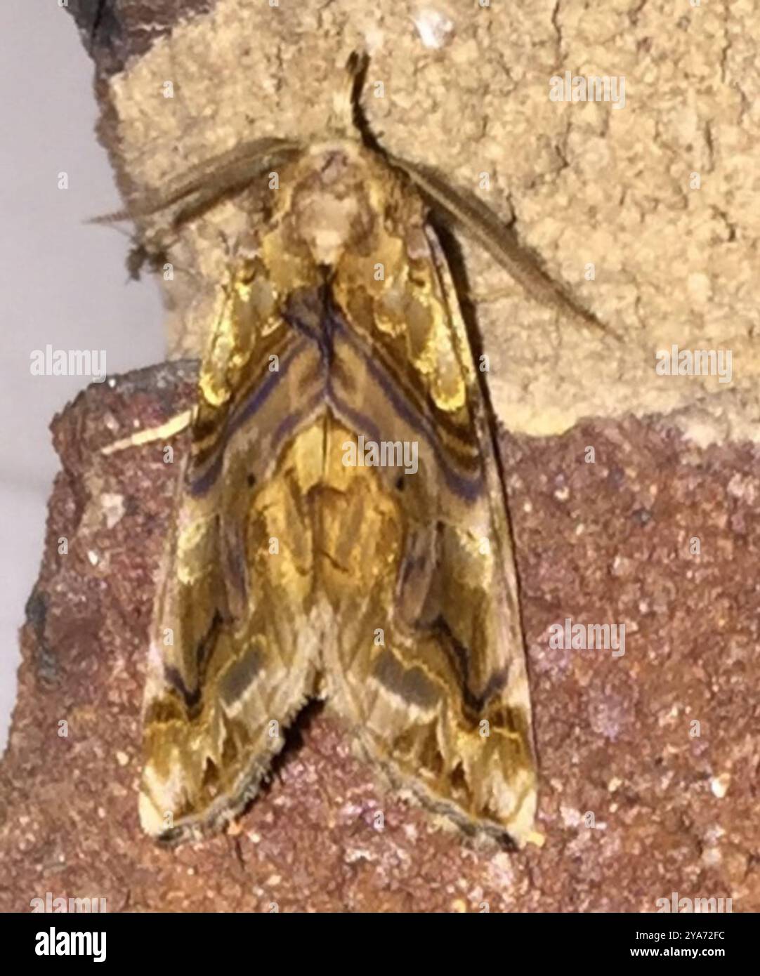 Moonseed Moth (Plusiodonta compressipalpis) Insecta Stock Photo - Alamy