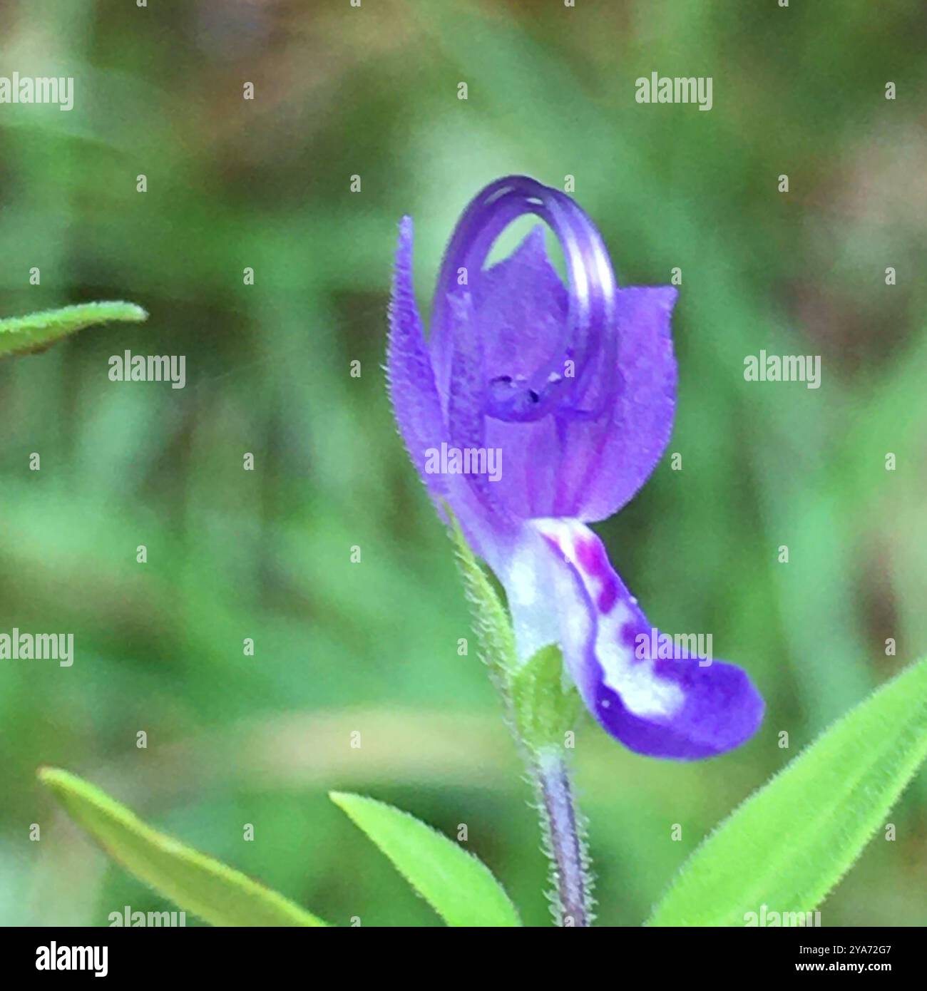 Blue Curls (Trichostema dichotomum) Plantae Stock Photo - Alamy