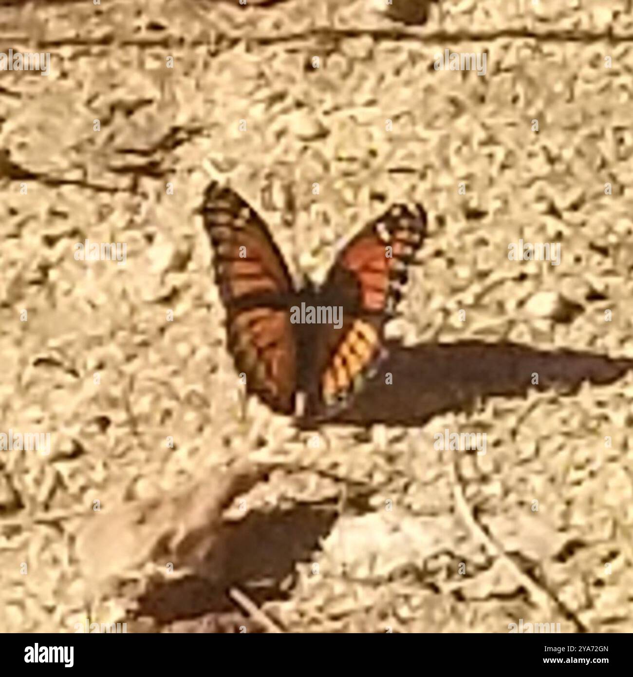 Viceroy (Limenitis archippus) Insecta Stock Photo - Alamy
