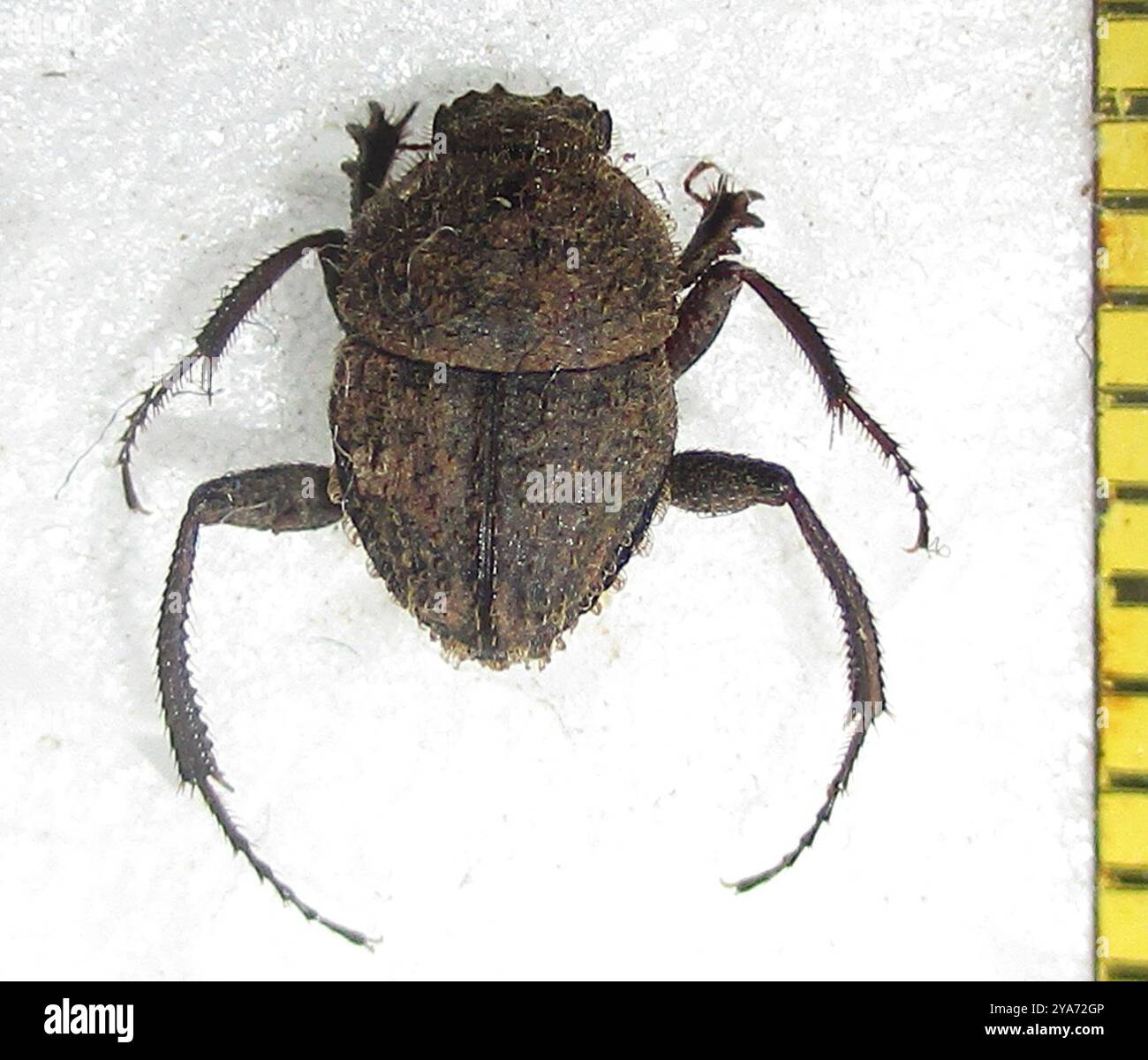 (Sisyphus sordidus) Insecta Stock Photo - Alamy