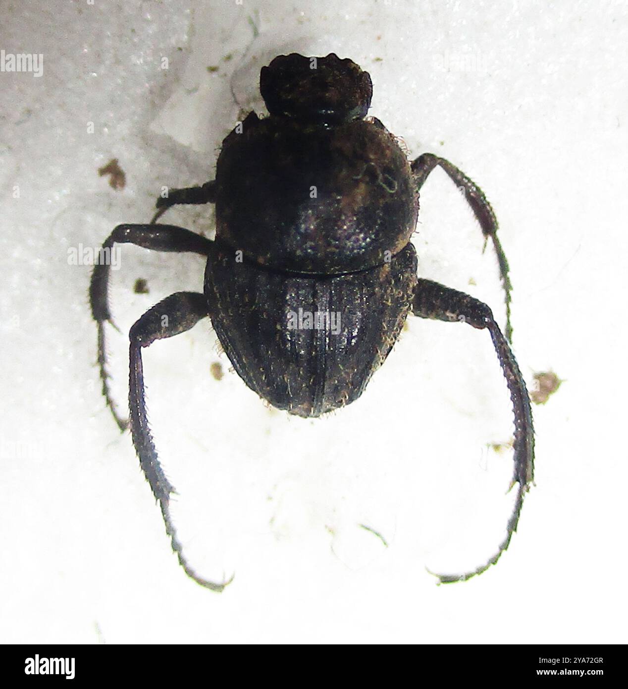 (Sisyphus sordidus) Insecta Stock Photo - Alamy