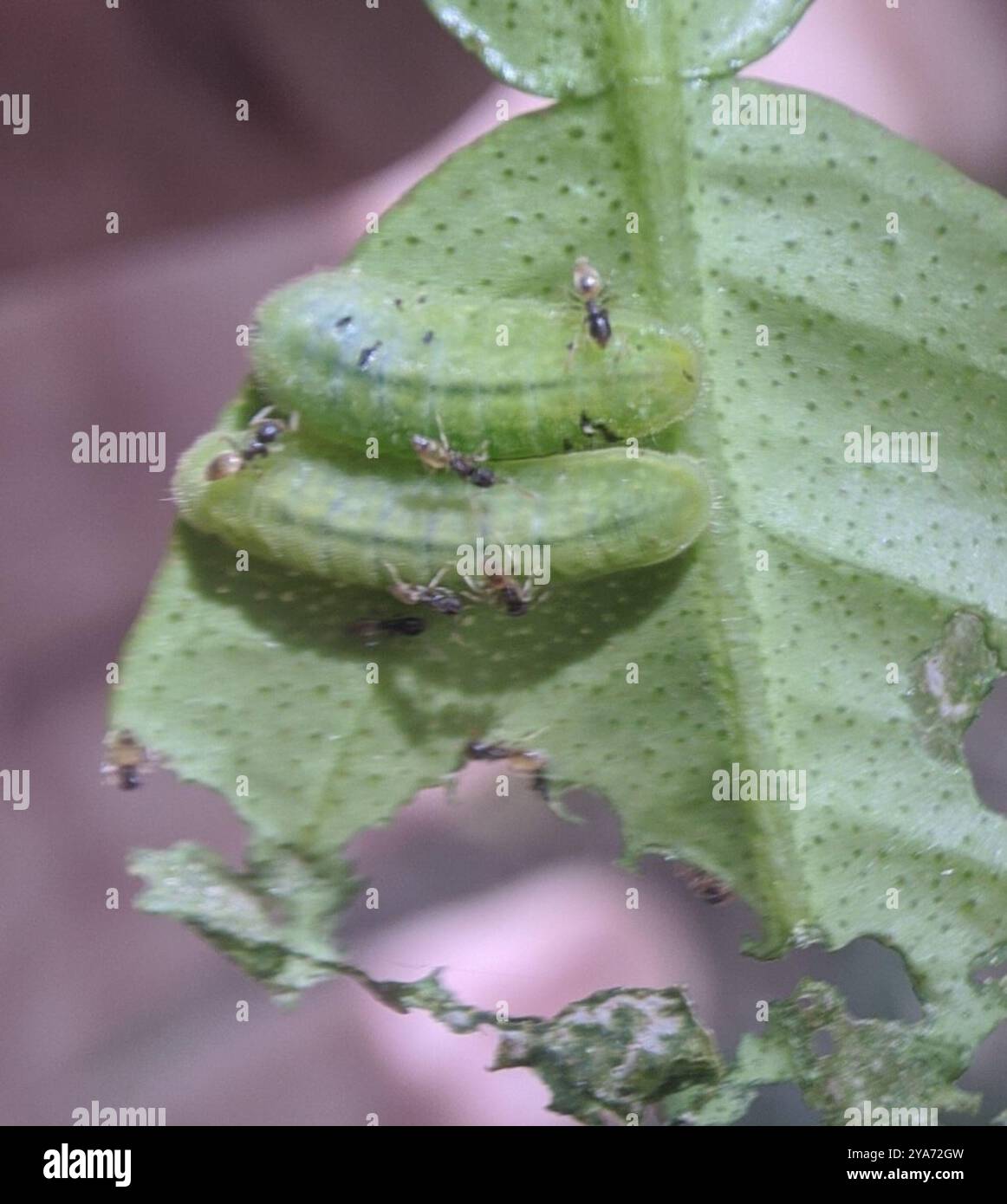 Lime Blue (Chilades lajus) Insecta Stock Photo - Alamy