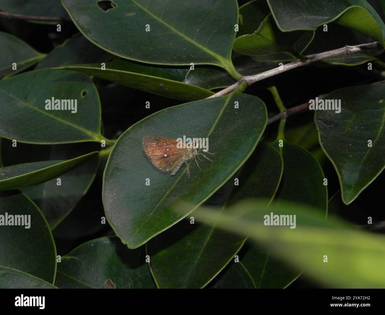 Chestnut Bob (Iambrix salsala) Insecta Stock Photo - Alamy