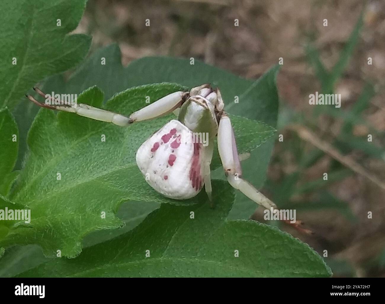 White-banded Crab Spider (Misumenoides formosipes) Arachnida Stock ...