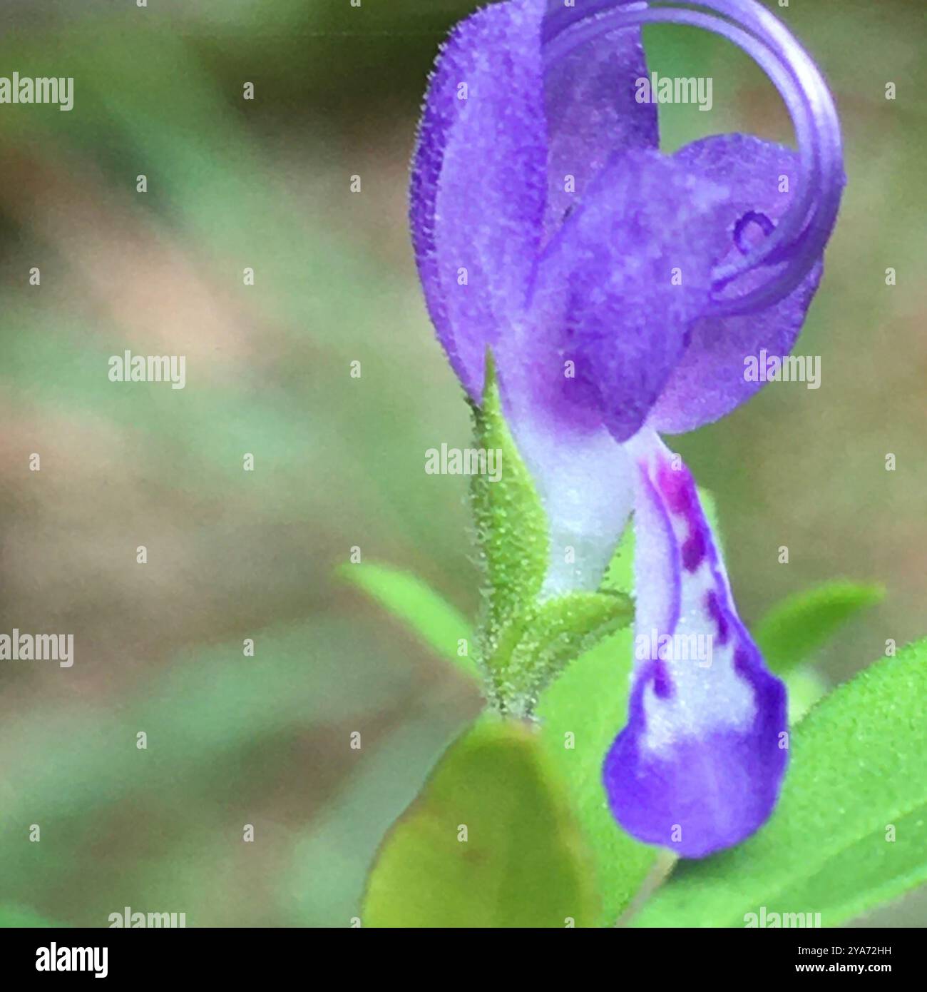 Blue Curls (Trichostema dichotomum) Plantae Stock Photo - Alamy