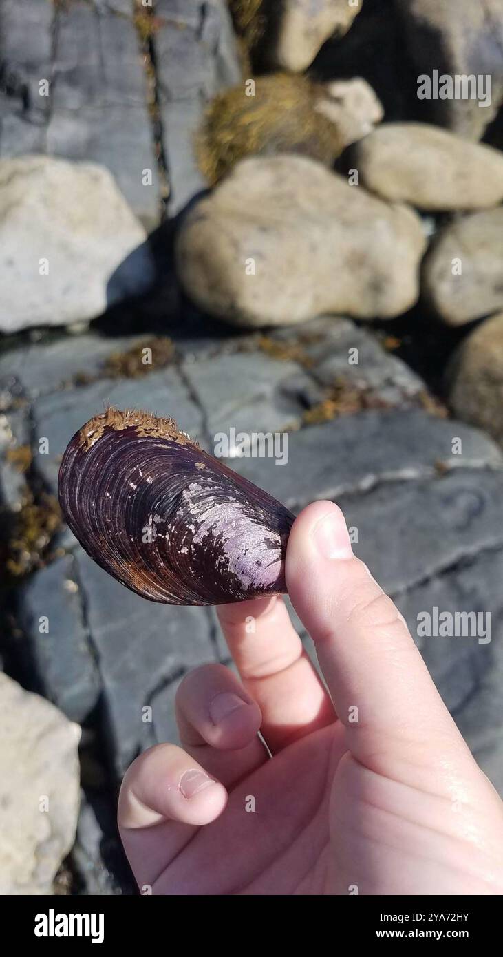Northern Horsemussel (Modiolus modiolus) Mollusca Stock Photo - Alamy