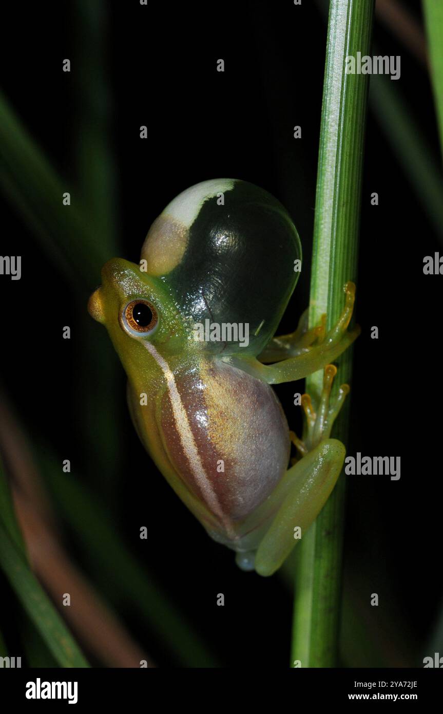 Sharp-headed Reed Frog (Hyperolius microps) Amphibia Stock Photo - Alamy