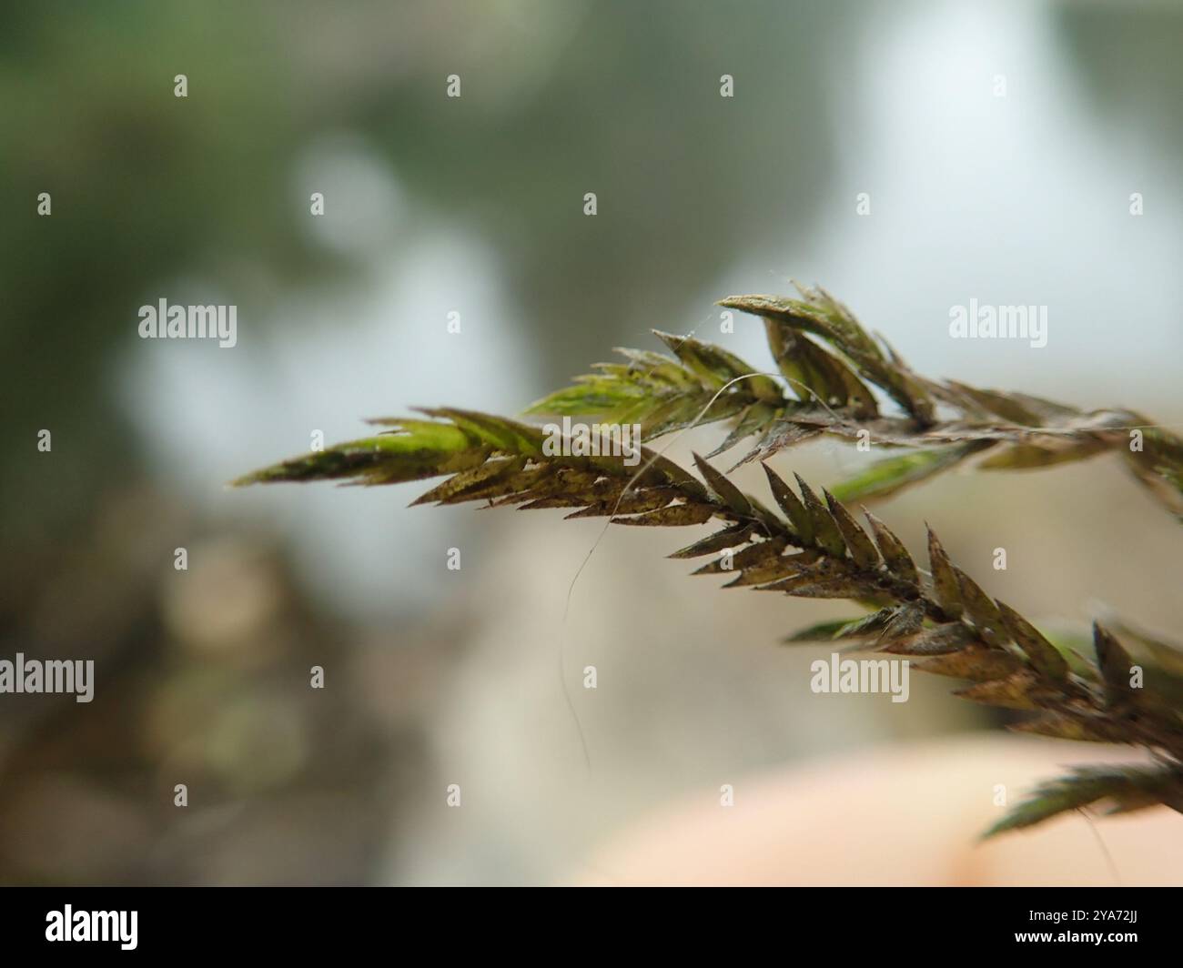 Willow Moss (Fontinalis antipyretica) Plantae Stock Photo - Alamy