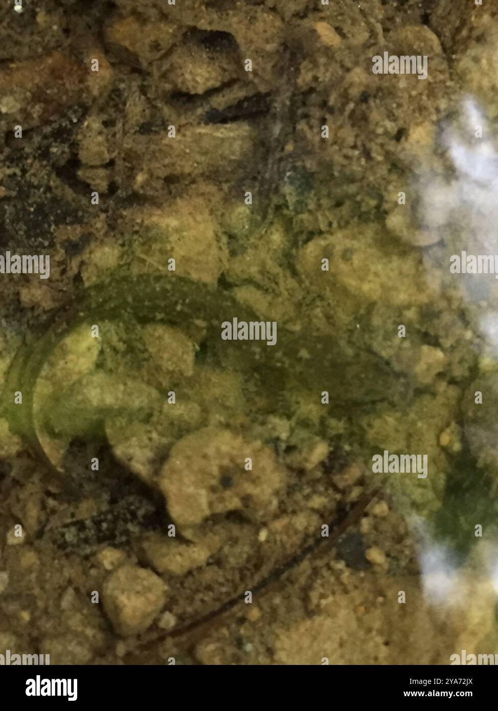 Salamanders (Caudata) Amphibia Stock Photo - Alamy