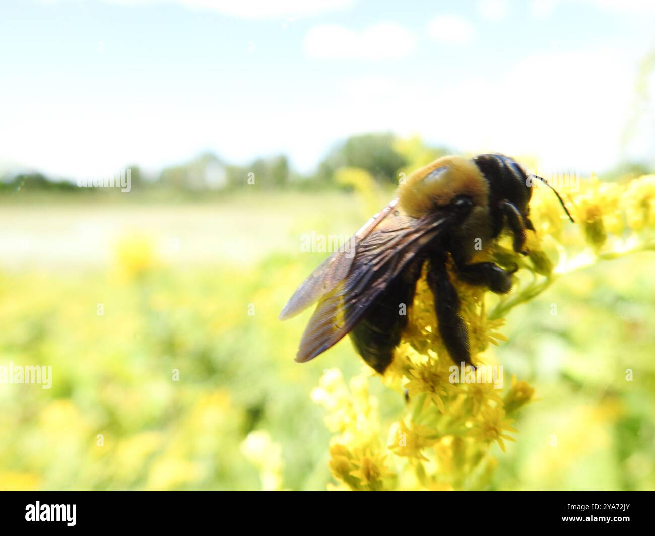 Eastern Carpenter Bee (Xylocopa virginica) Insecta Stock Photo - Alamy