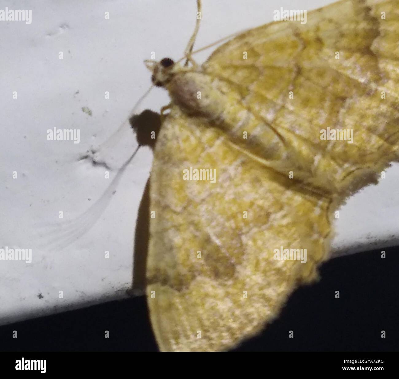 Yellow Shell Moth (Camptogramma bilineata) Insecta Stock Photo - Alamy
