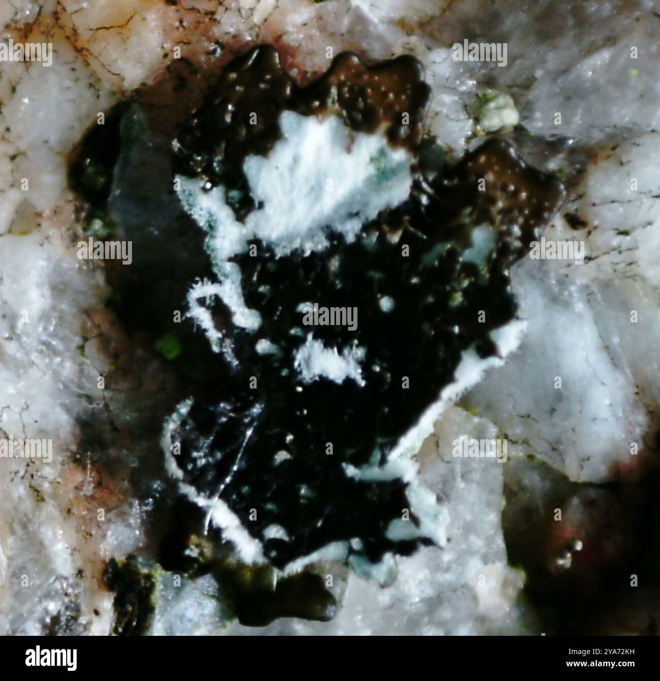 Brown Rock Shield Lichens (Neofuscelia) Fungi Stock Photo - Alamy