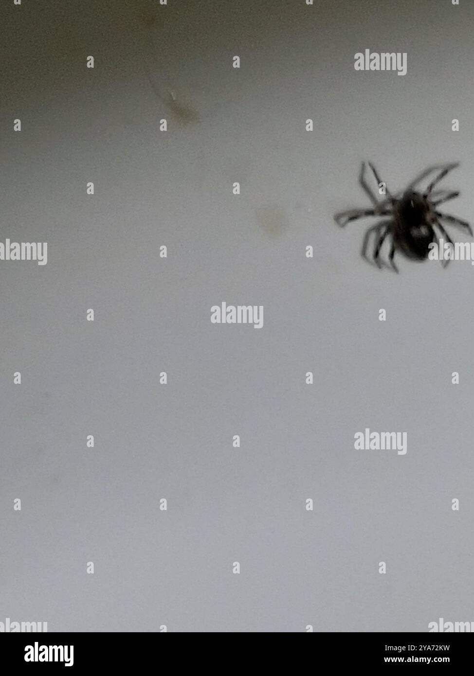 Ant-eating Spiders (Euryopis) Arachnida Stock Photo - Alamy