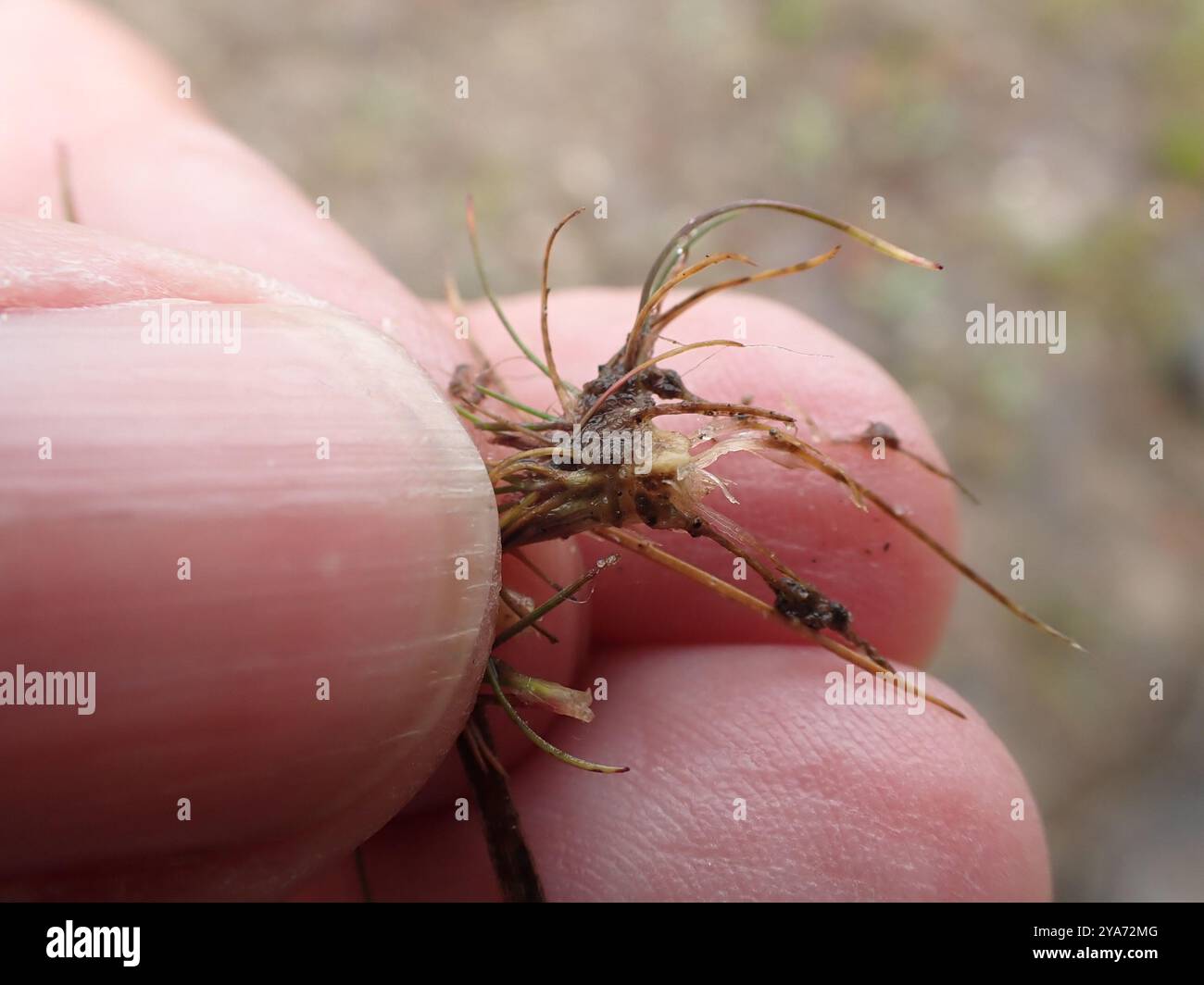 Bulbous Rush (Juncus bulbosus) Plantae Stock Photo - Alamy