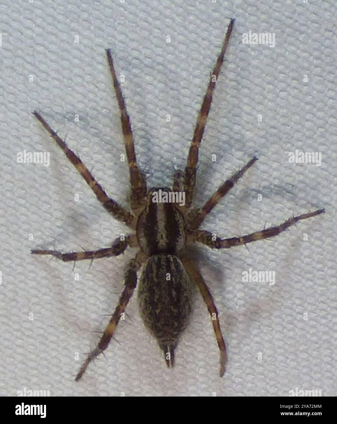 Grass Spiders (Agelenopsis) Arachnida Stock Photo - Alamy